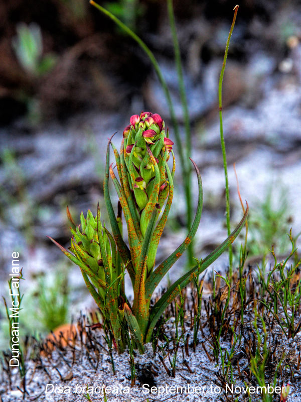 Gallery - Category: Disa bracteata - Image: Disa bracteata by Duncan ...