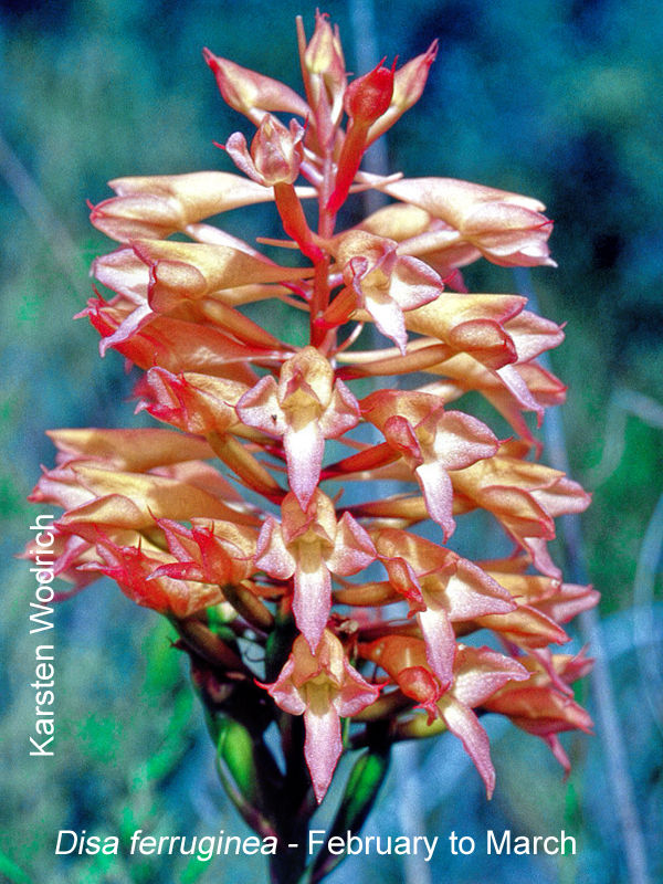 Gallery - Category: Disa ferruginea - Image: Disa ferruginea by Warren ...