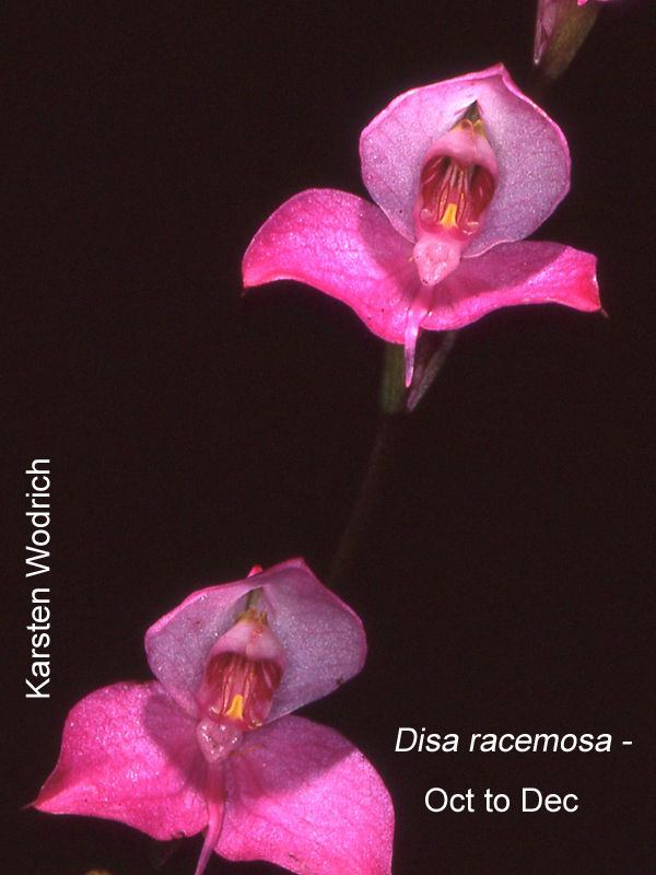 Gallery - Category: Disa racemosa - Image: Disa racemosa by Warren Mayers