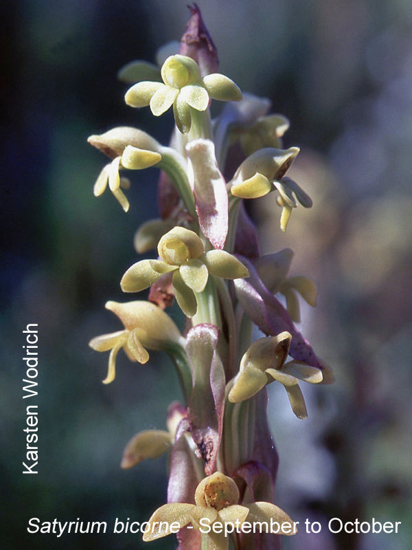 Gallery - Category: Satyrium bicorne - Image: Satyrium bicorne Duncan ...