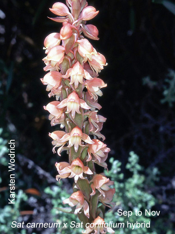 Gallery - Category: Satyrium coriifolium - Image: Satyrium coriifolium ...