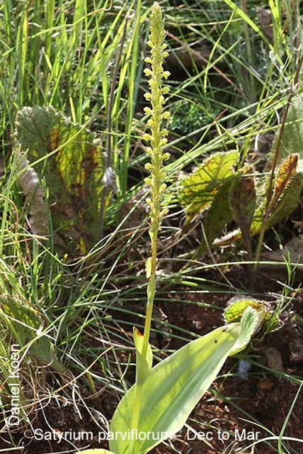 Gallery - Category: Satyrium parviflorum - Image: Satyrium parviflorum ...